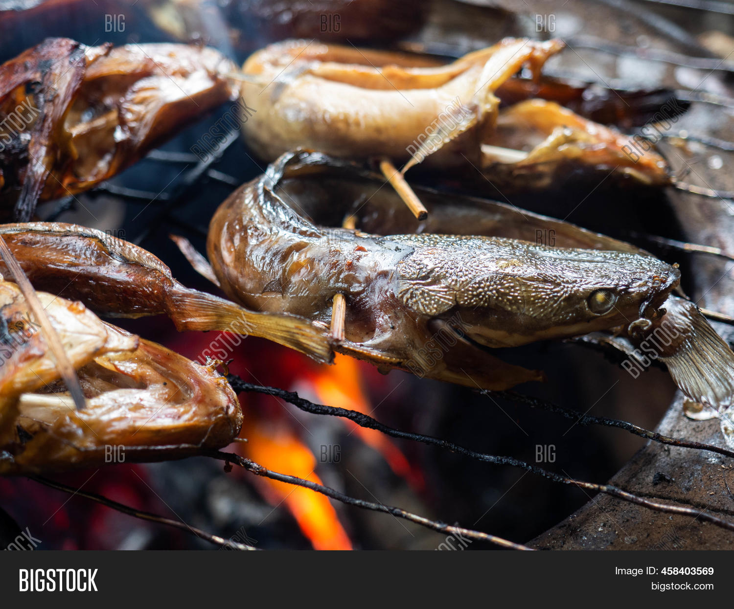 Picture Catfish That Image & Photo (Free Trial) | Bigstock