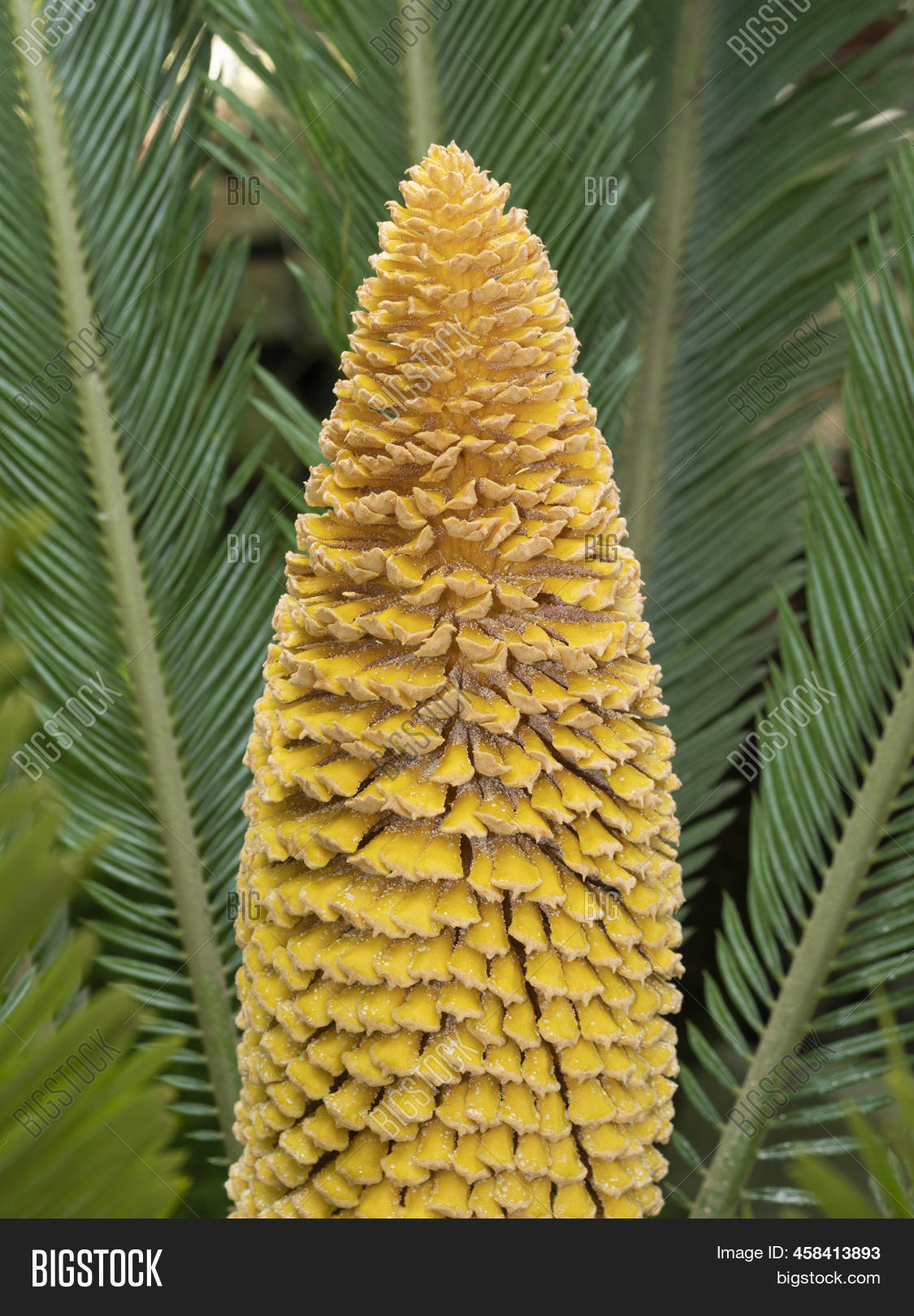 Close Male Cycas Image & Photo (Free Trial) | Bigstock