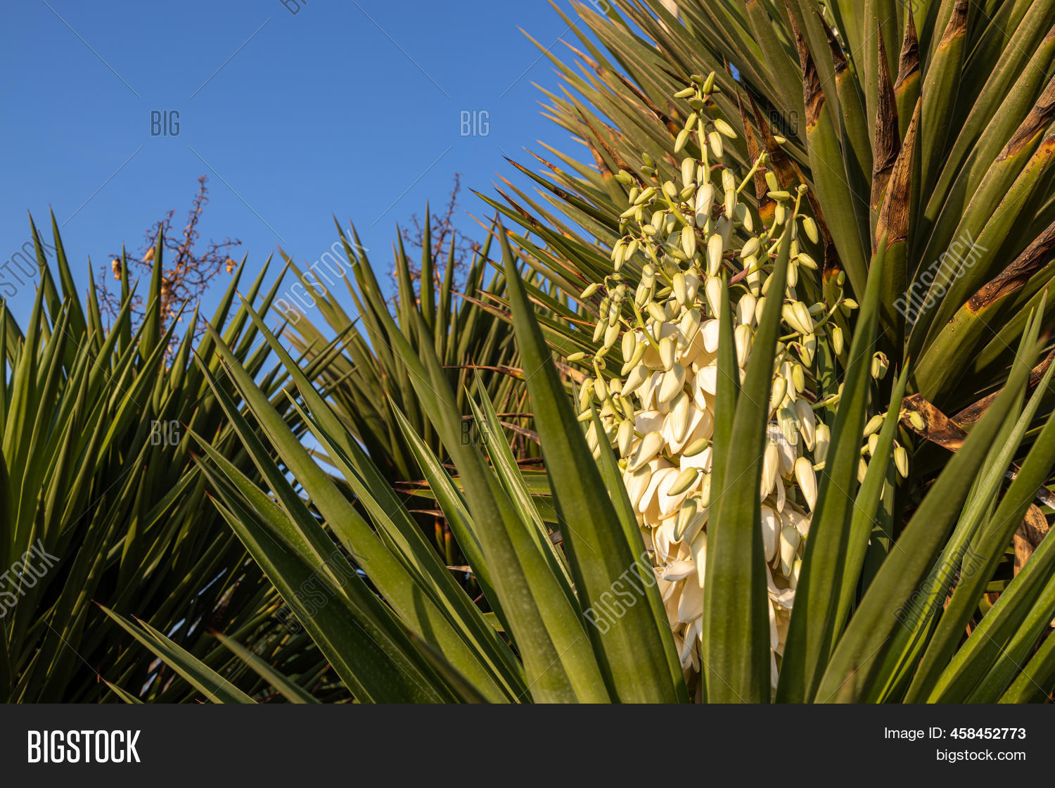 Yucca Gigantea (yucca Image & Photo (Free Trial) | Bigstock