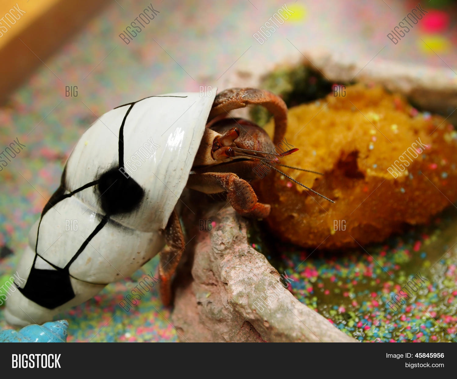 Hermit Crab Pet Image & Photo (Free Trial) | Bigstock