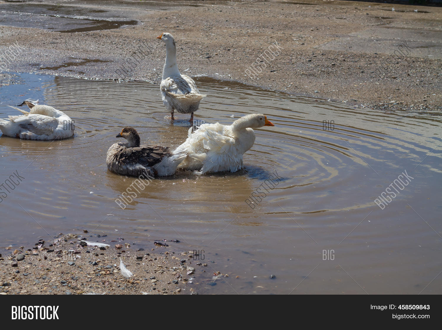 Geese Bathe Puddle On Image & Photo (Free Trial) | Bigstock