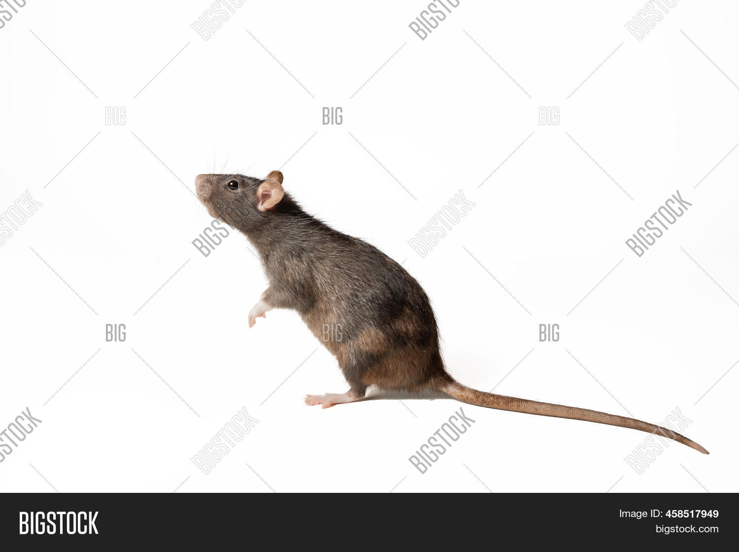 Black Rat Standing On Image & Photo (Free Trial) | Bigstock