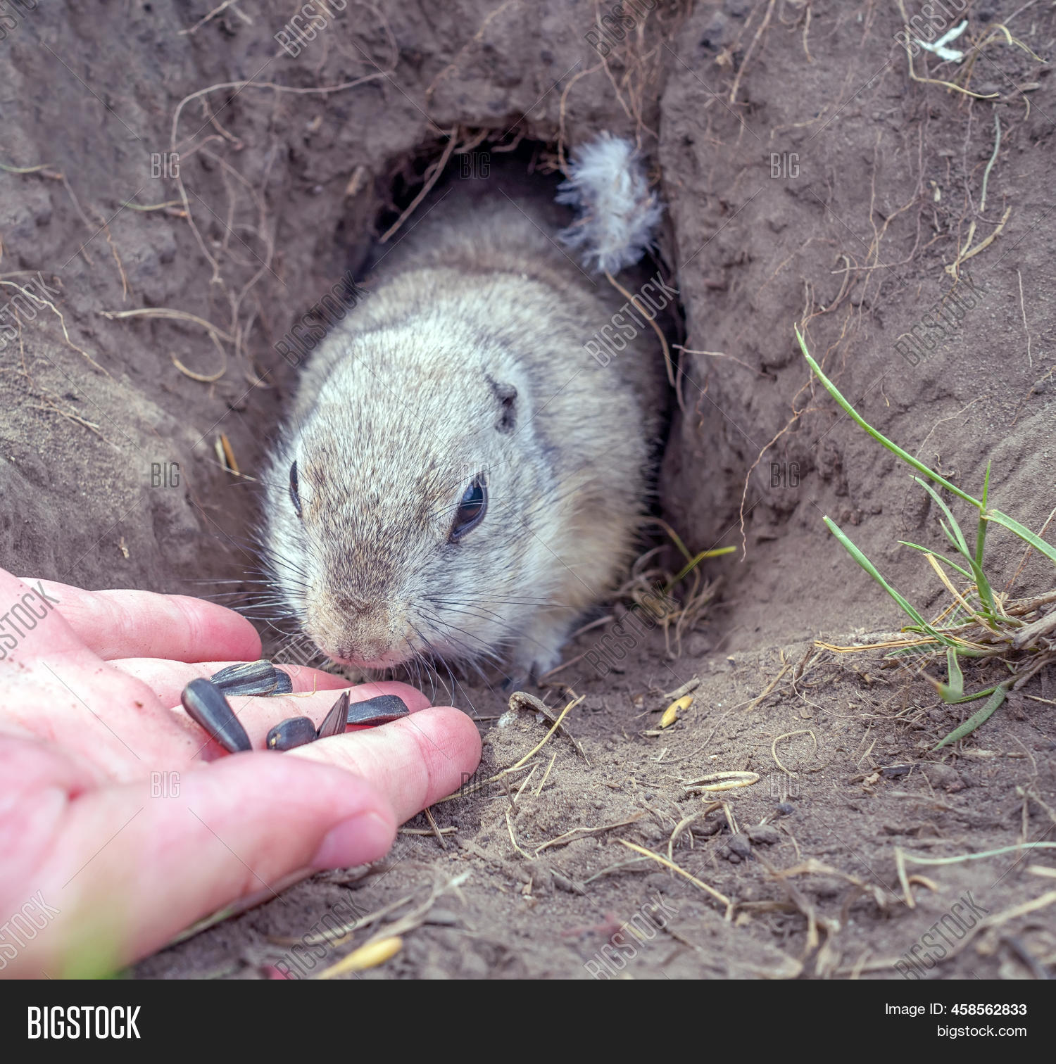 Gray Gopher Leaning Image & Photo (Free Trial) | Bigstock