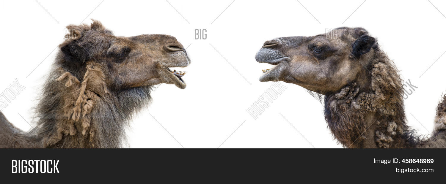 Two Smiling Camels On Image & Photo (Free Trial) | Bigstock