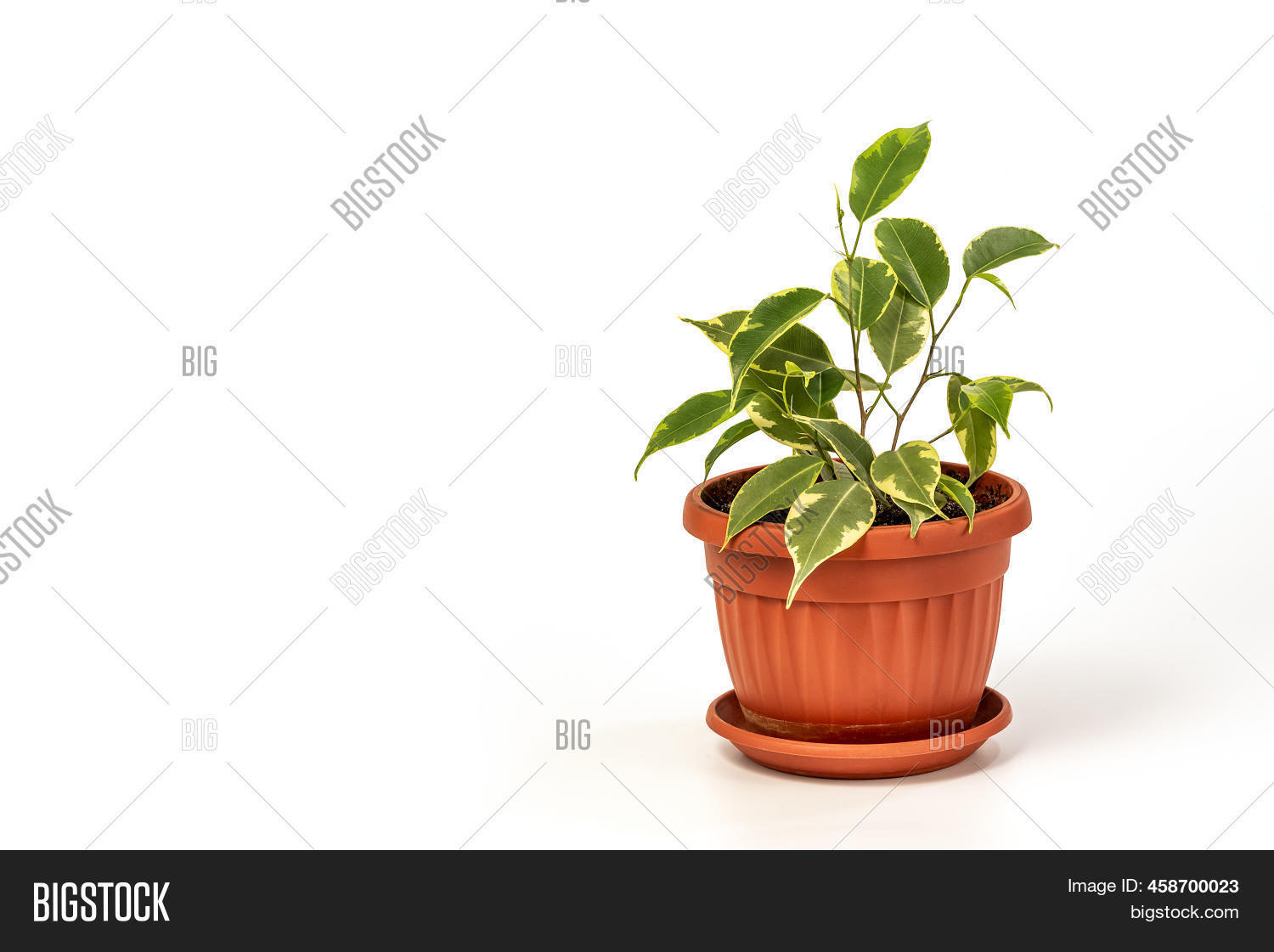 Ficus Benjamina Pot. Image & Photo (Free Trial) | Bigstock
