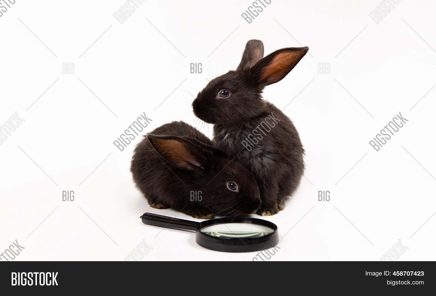 Two Black Rabbits Image & Photo (Free Trial) | Bigstock