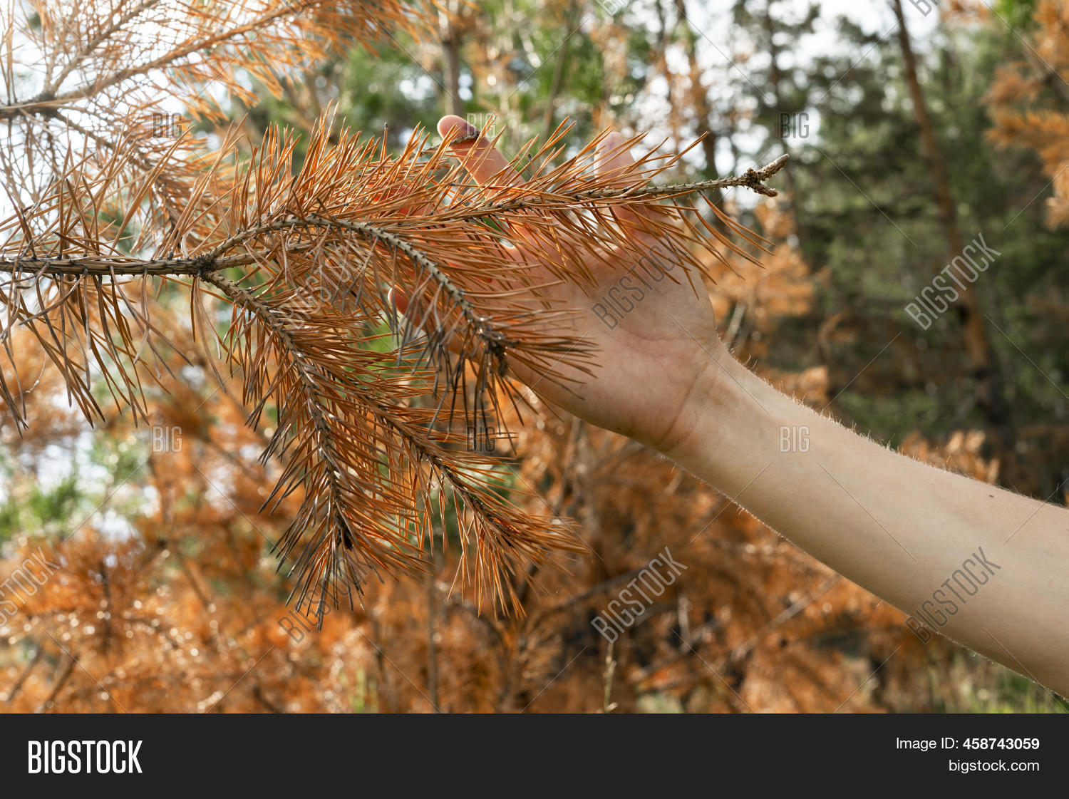 Hand Touching Dried Image & Photo (Free Trial) | Bigstock