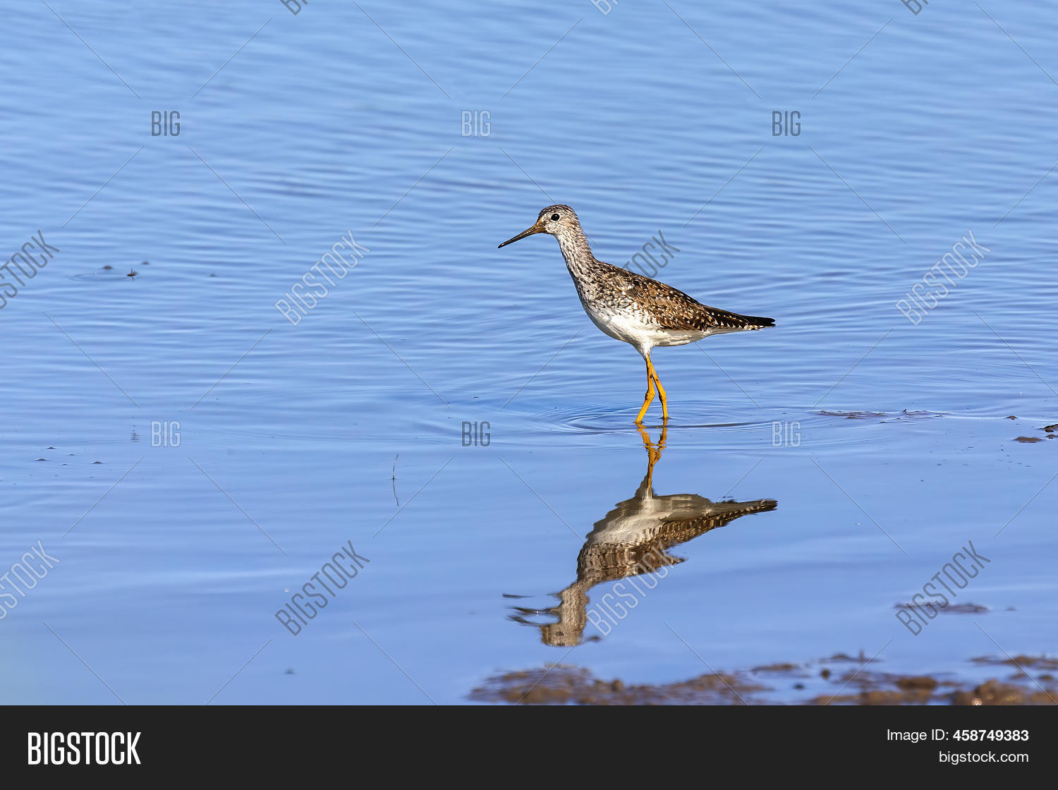 Waders Shorebirds Image & Photo (Free Trial) | Bigstock