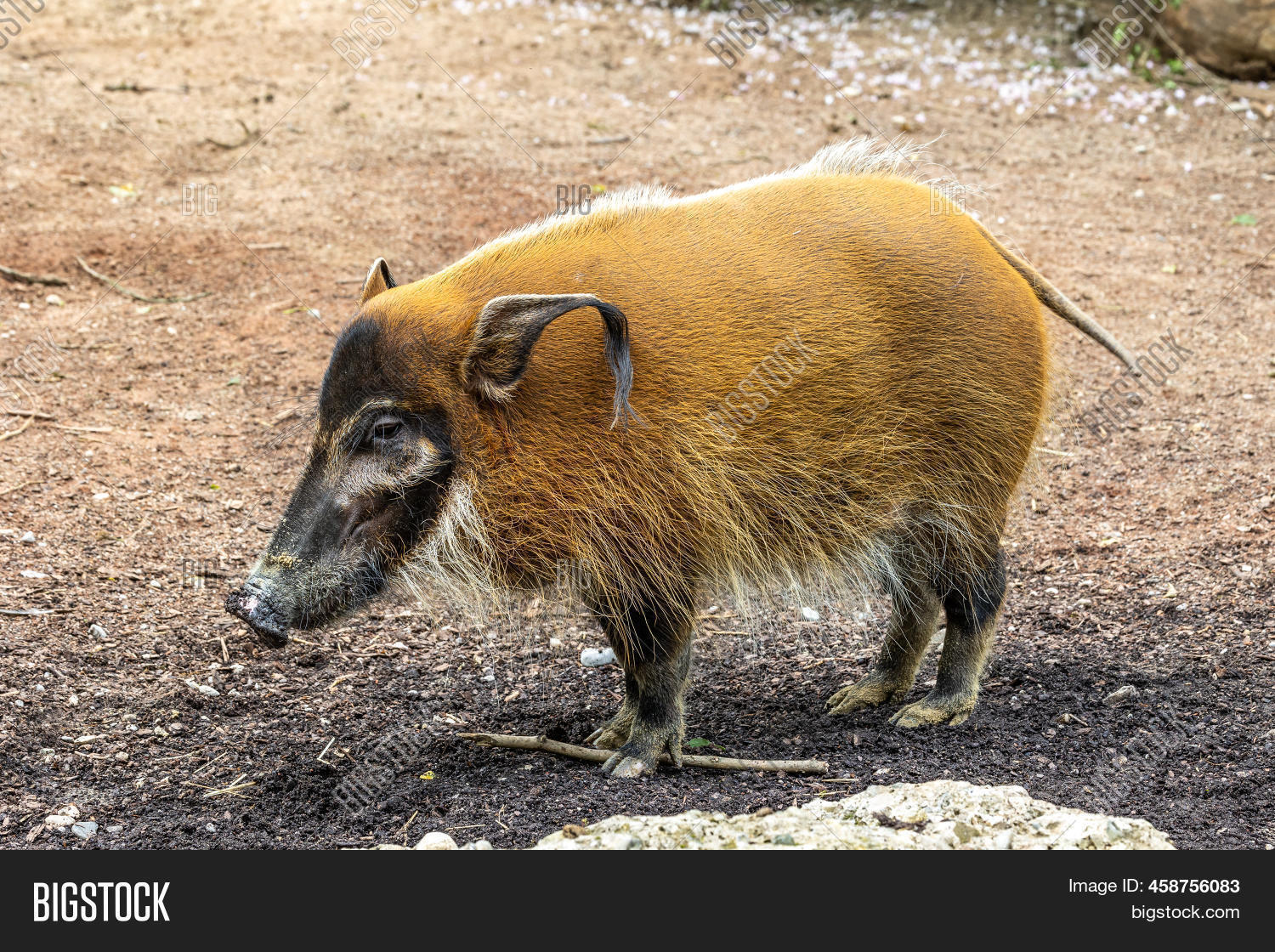 Red River Hog, Image & Photo (Free Trial) | Bigstock