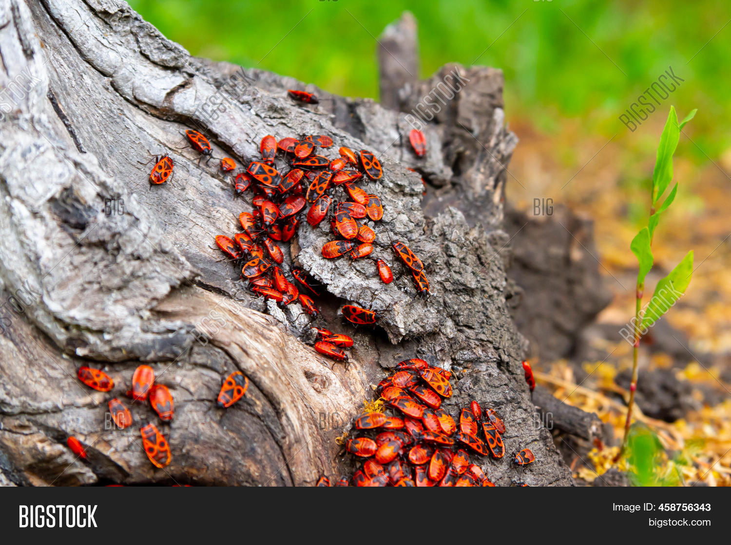 Red Beetles. Flock Image & Photo (Free Trial) | Bigstock