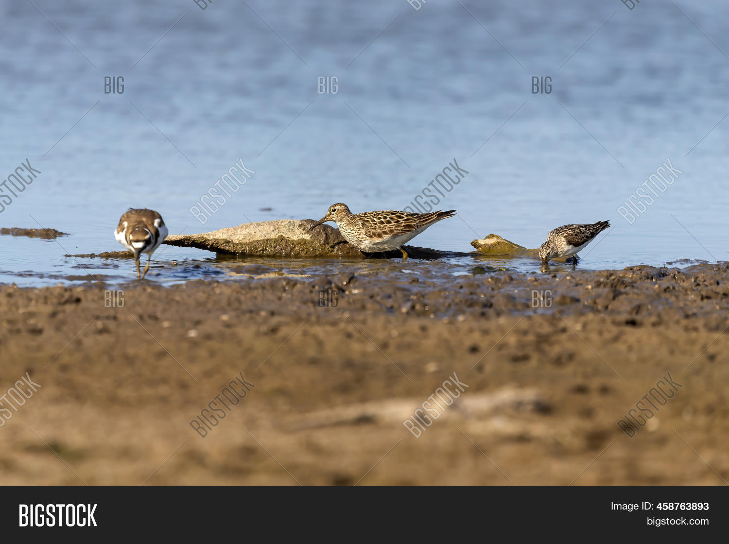 Waders Shorebirds Image & Photo (Free Trial) | Bigstock