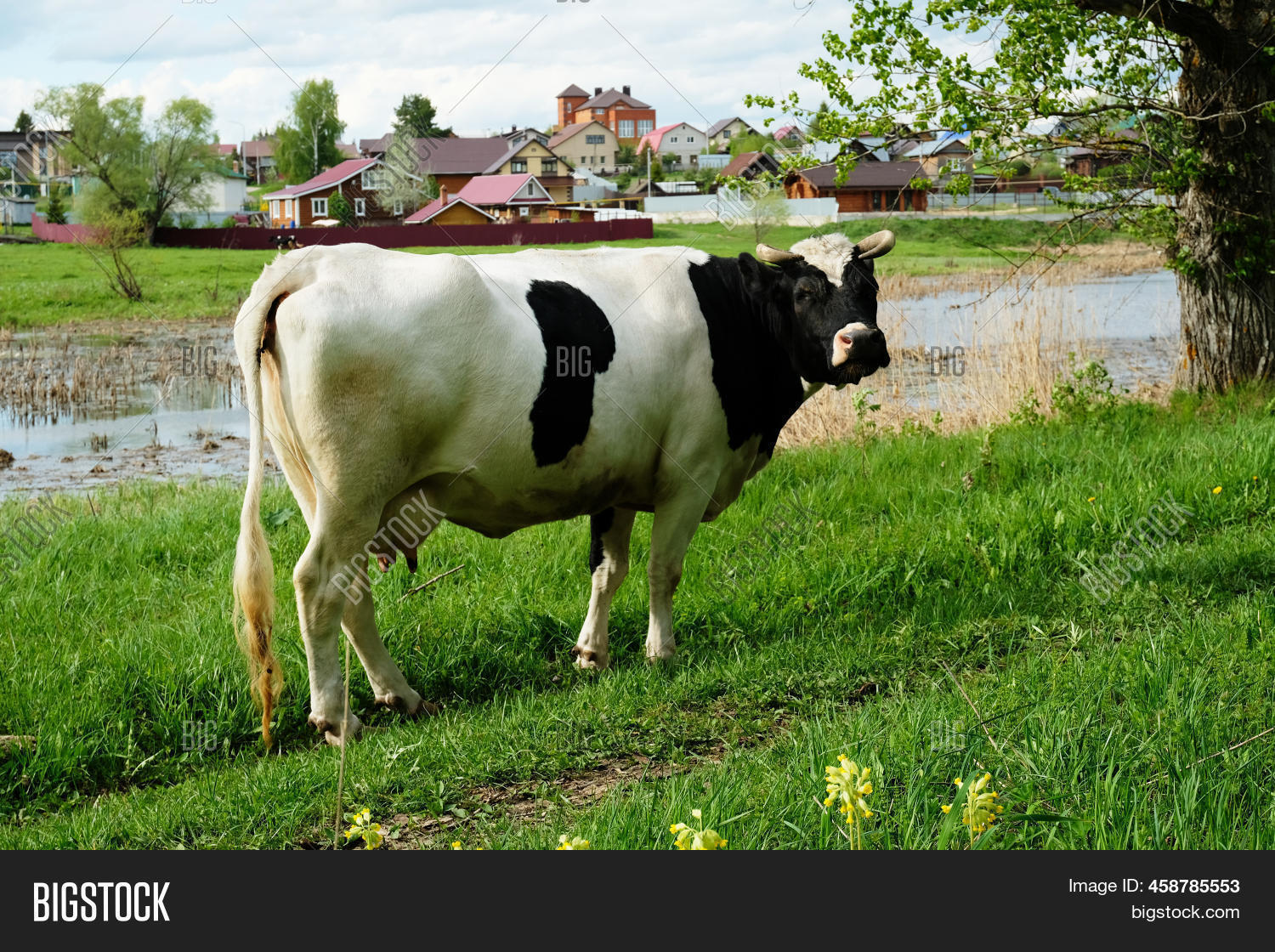 White Cow Black Spots Image & Photo (Free Trial) | Bigstock