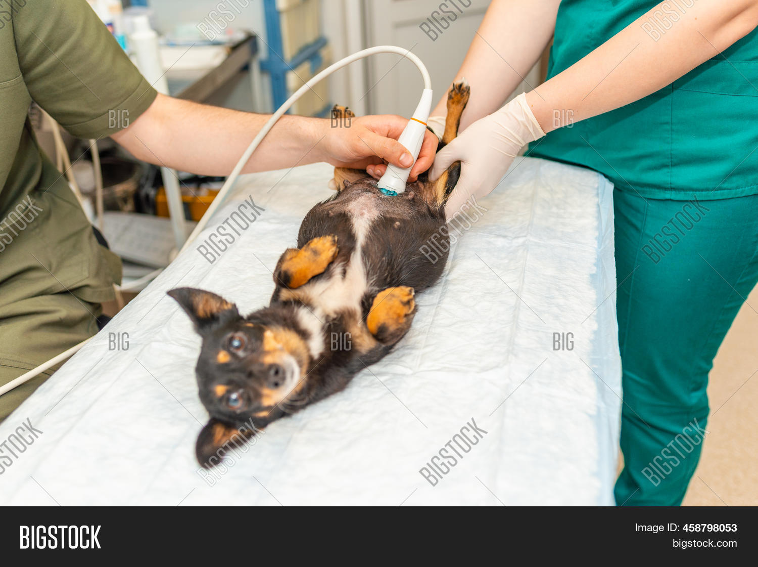 Dog Having Ultrasound Image & Photo (Free Trial) | Bigstock