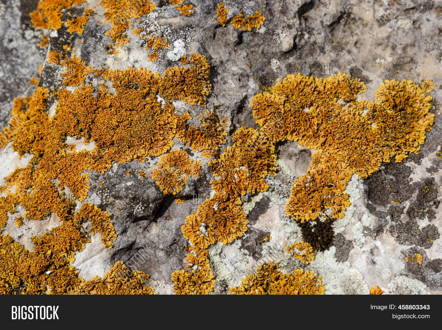 Plenty Small Golden Image & Photo (Free Trial) | Bigstock