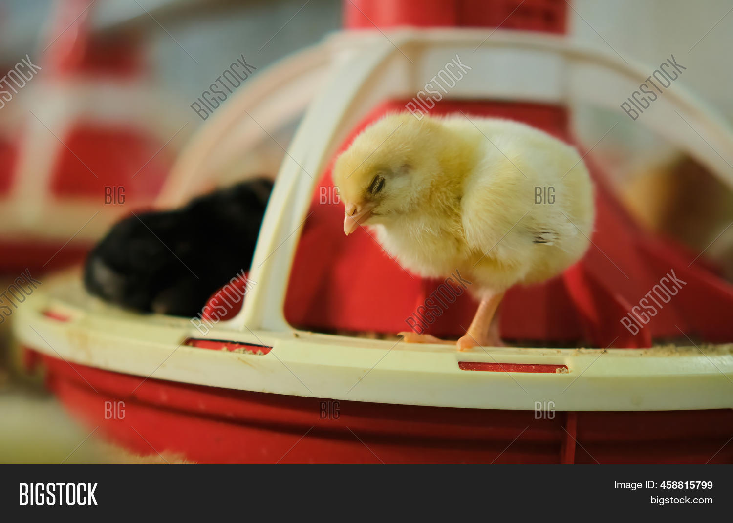 Newborn Baby Chicken Image & Photo (Free Trial) | Bigstock