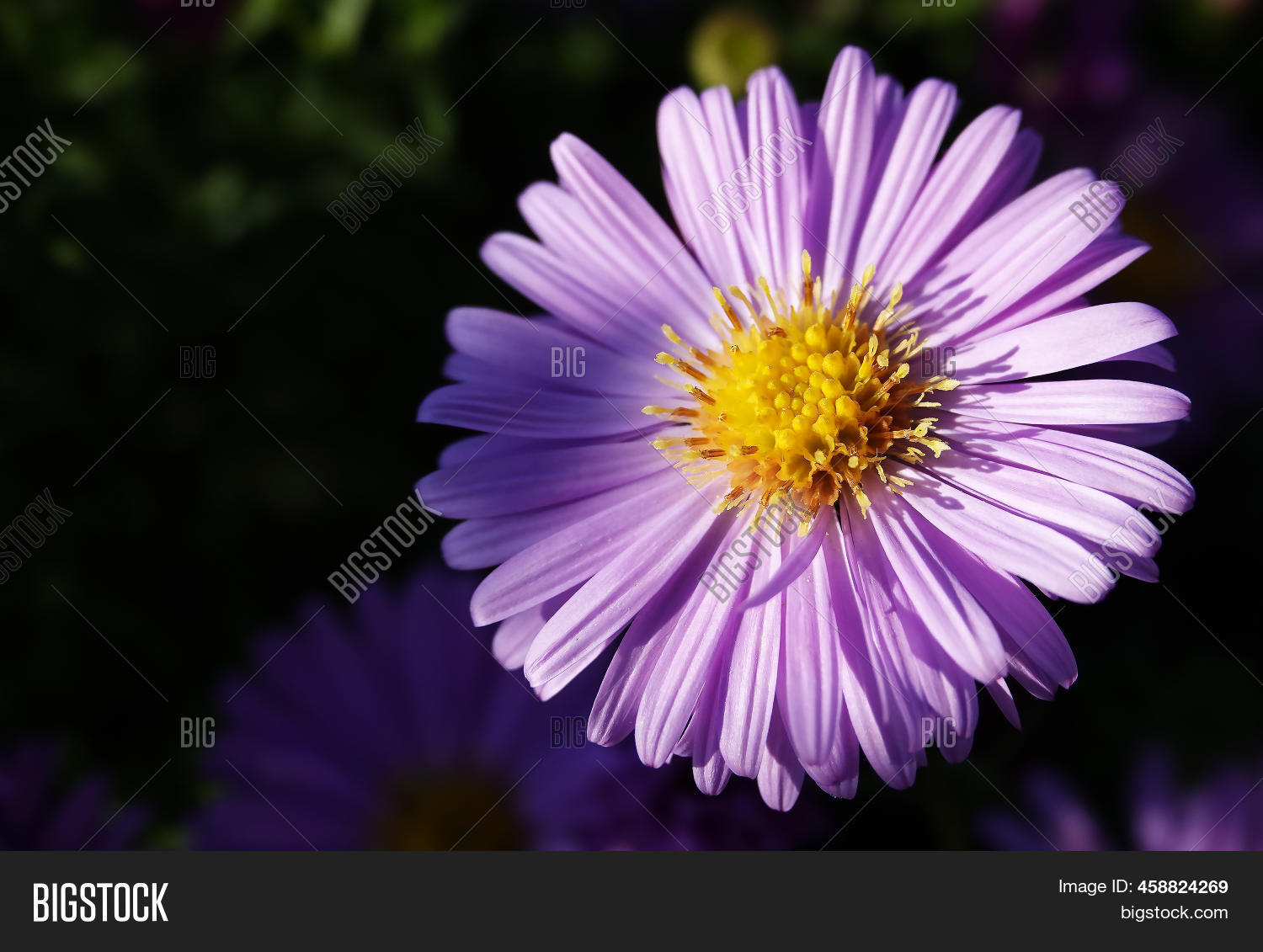 Astra Flowers Image & Photo (Free Trial) | Bigstock