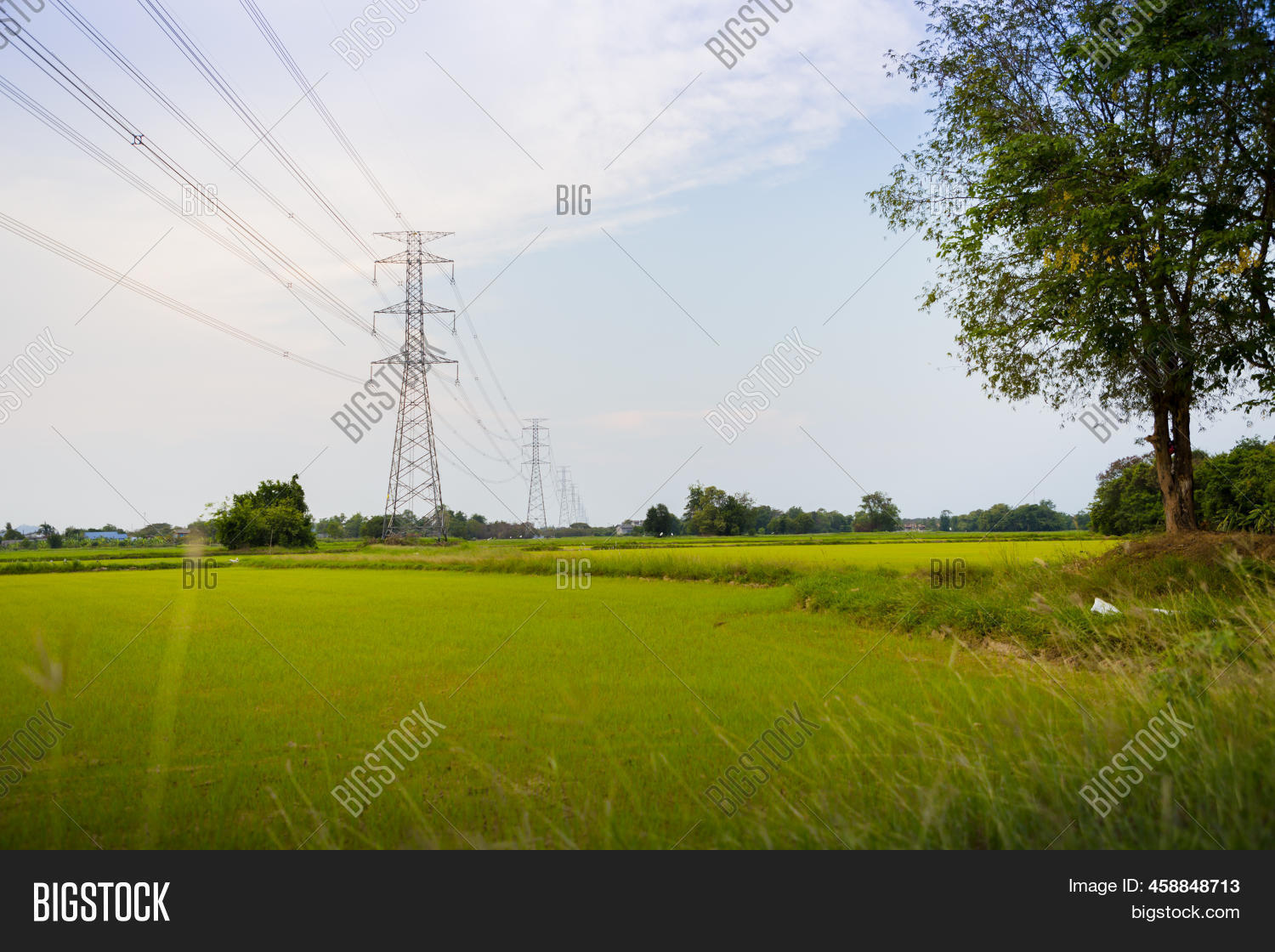 Picture Green Gold Image & Photo (Free Trial) | Bigstock