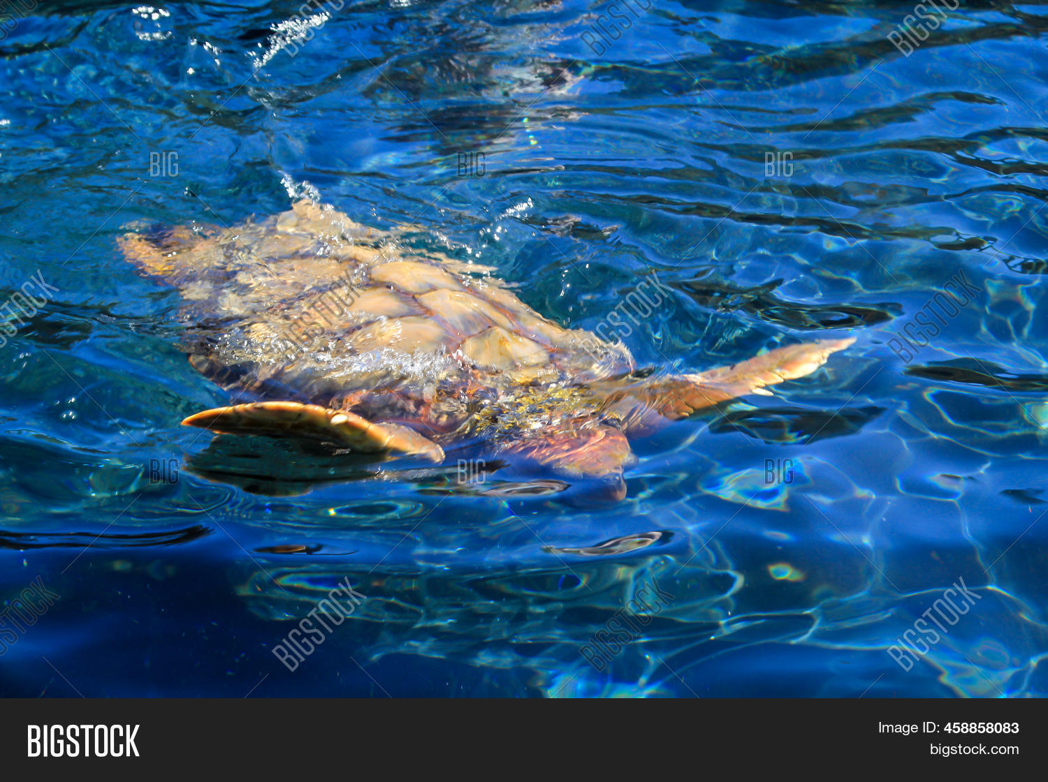 Picture Protected Sea Image & Photo (Free Trial) | Bigstock