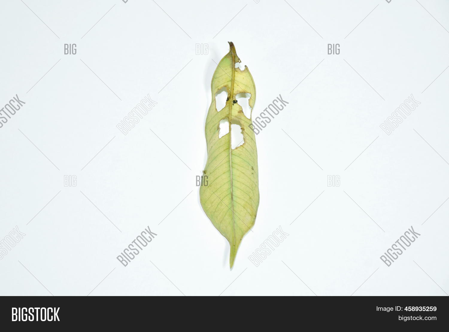 Dry Leaf Decompose Image & Photo (Free Trial) | Bigstock