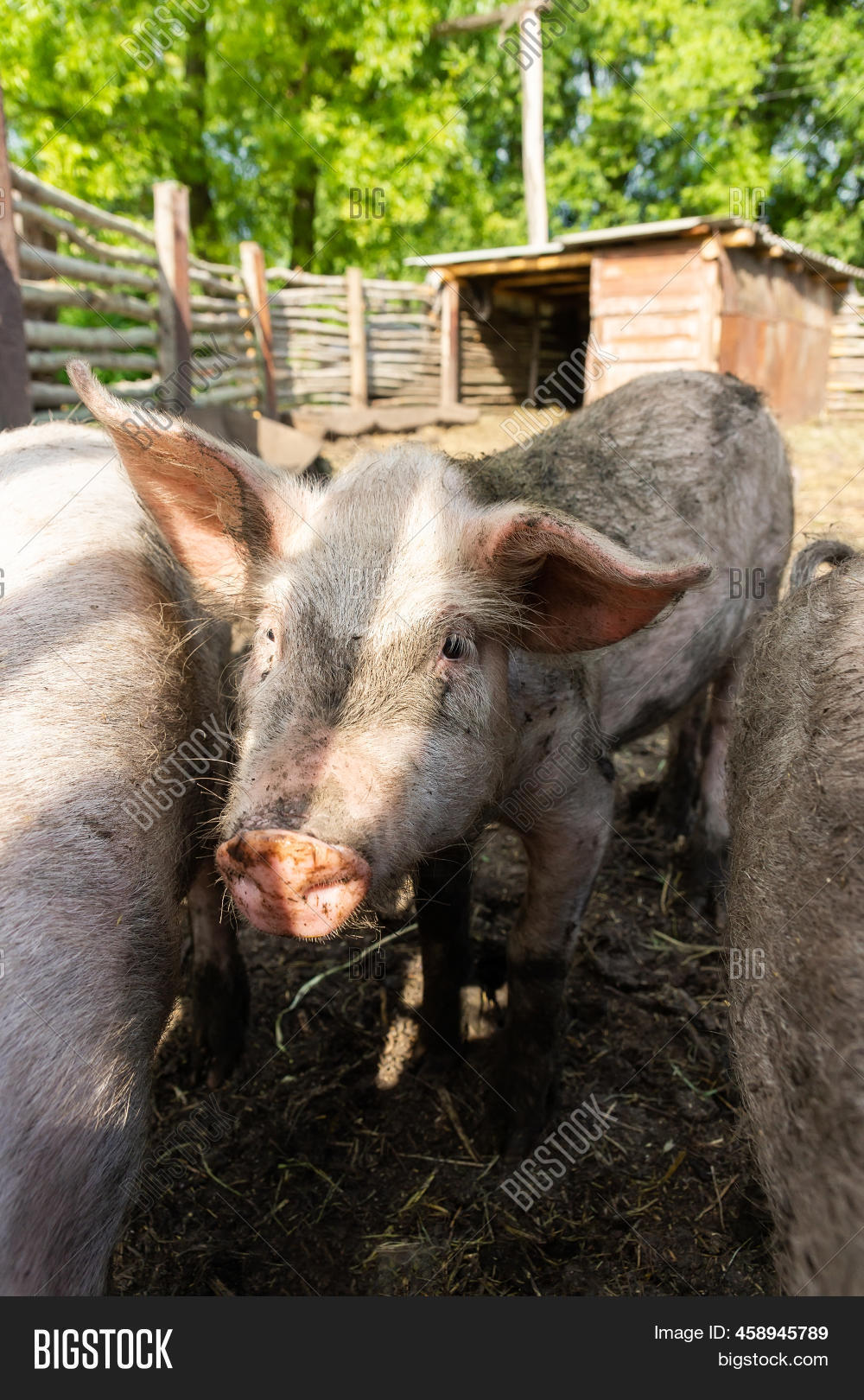 Pink Pigs On Farm. Image & Photo (Free Trial) | Bigstock