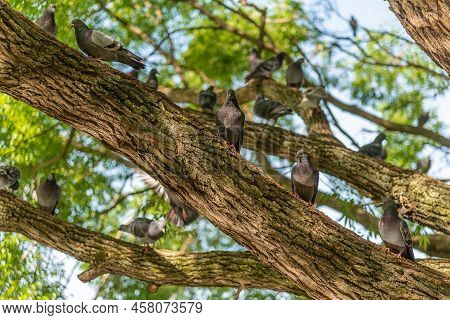 Pigeons Sitting On Image & Photo (Free Trial) | Bigstock