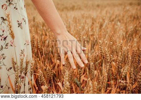 Wheat Field Hand Woman. Young Woman Hand Touching Spikelets In Cereal ...