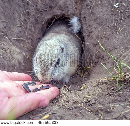 Gray Gopher Leaning Image & Photo (Free Trial) | Bigstock