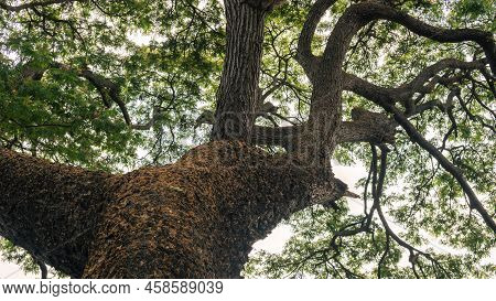 Large Tree Trunk Close Image & Photo (Free Trial) | Bigstock