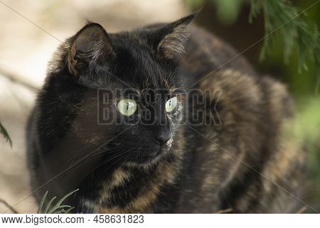 Portret Turtle-colored Image & Photo (Free Trial) | Bigstock