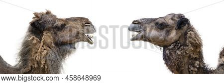 Two Smiling Camels On Image & Photo (Free Trial) | Bigstock