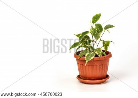 Ficus Benjamina Pot. Image & Photo (Free Trial) | Bigstock