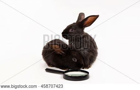 Two Black Rabbits Image & Photo (Free Trial) | Bigstock