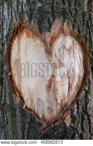 Heart Carved In Tree