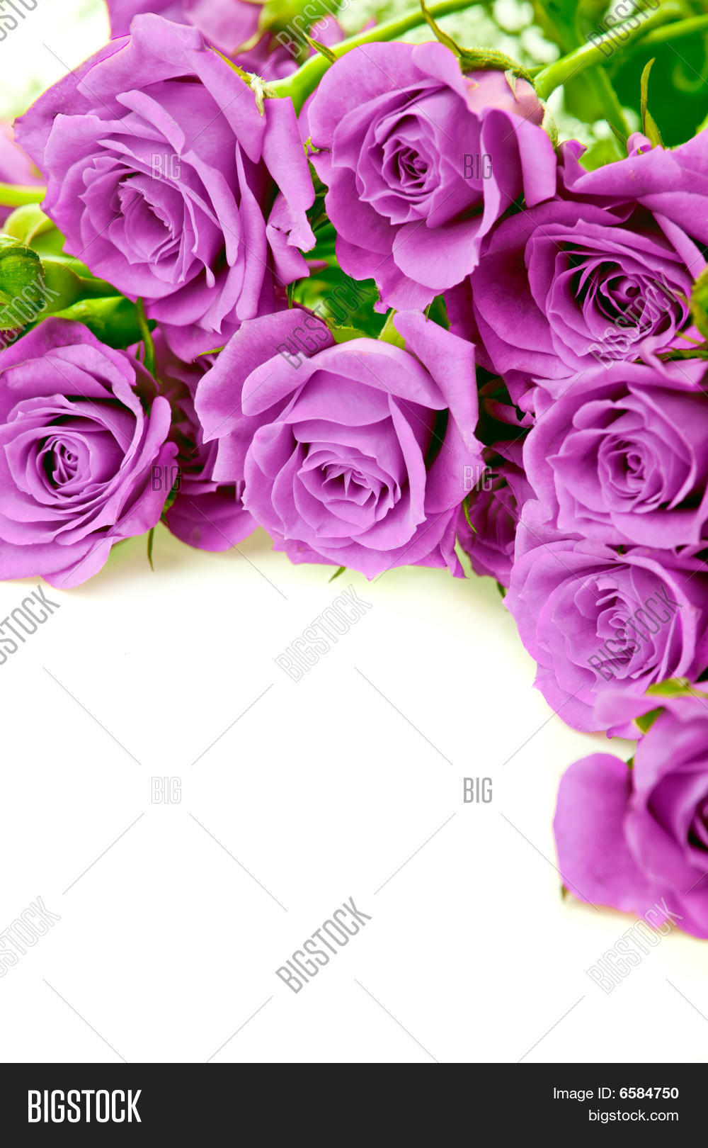 Purple Roses Image & Photo (Free Trial) | Bigstock