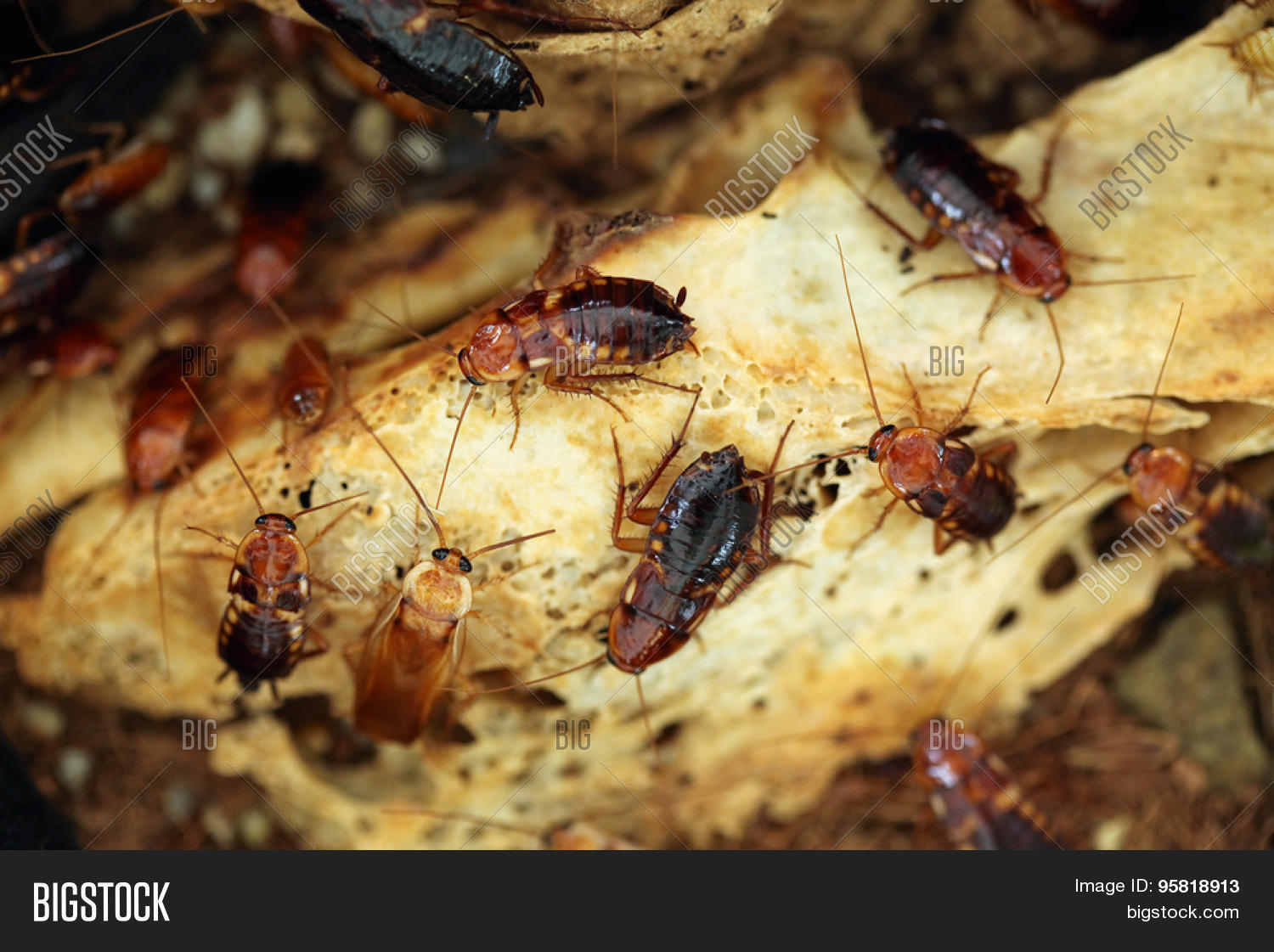 Turkestan Cockroach ( Image & Photo (Free Trial) | Bigstock