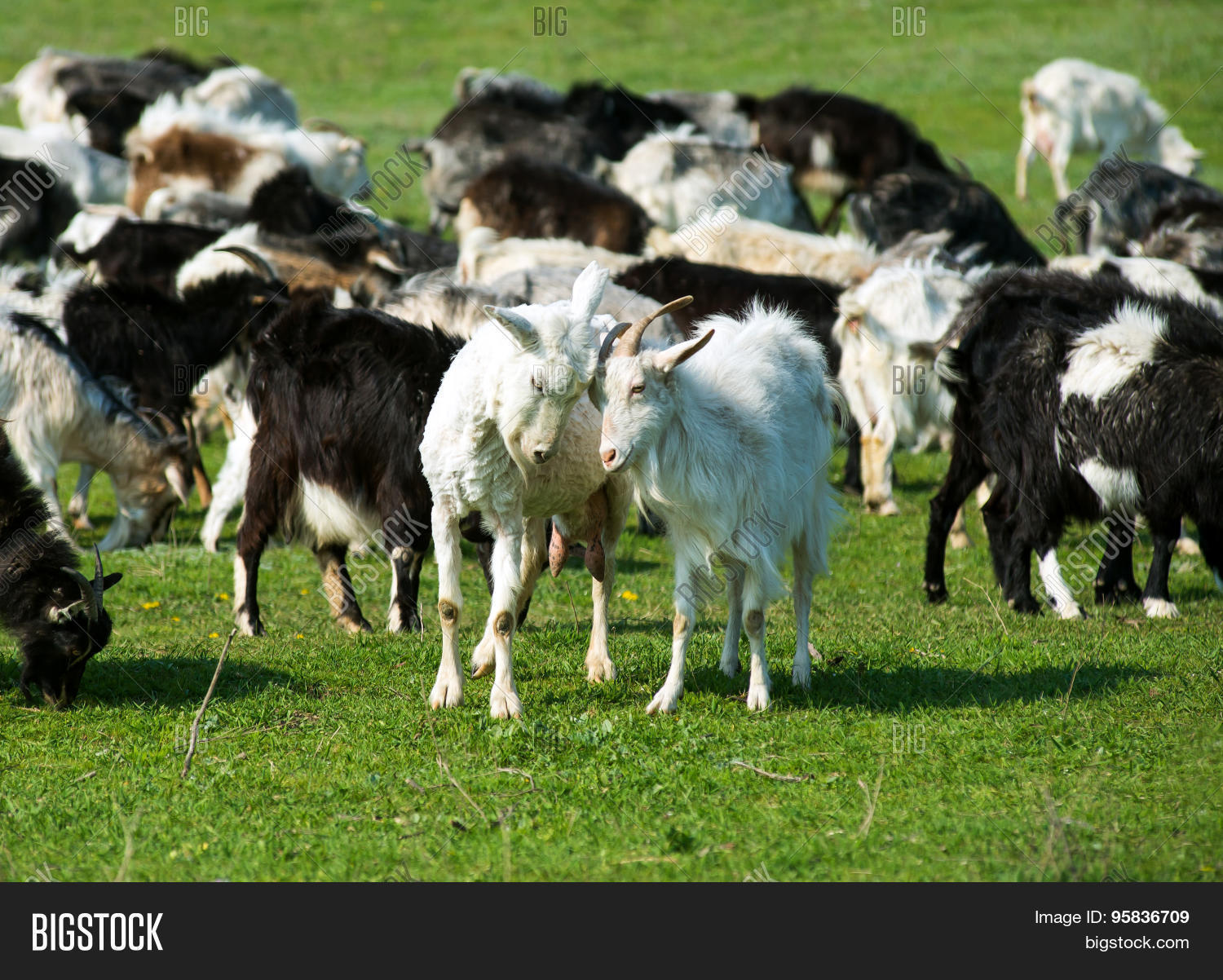 Adult Young Goats Image & Photo (Free Trial) | Bigstock