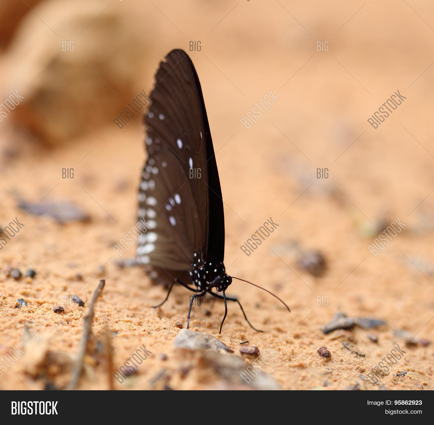 Common Indian Crow Image & Photo (Free Trial) | Bigstock