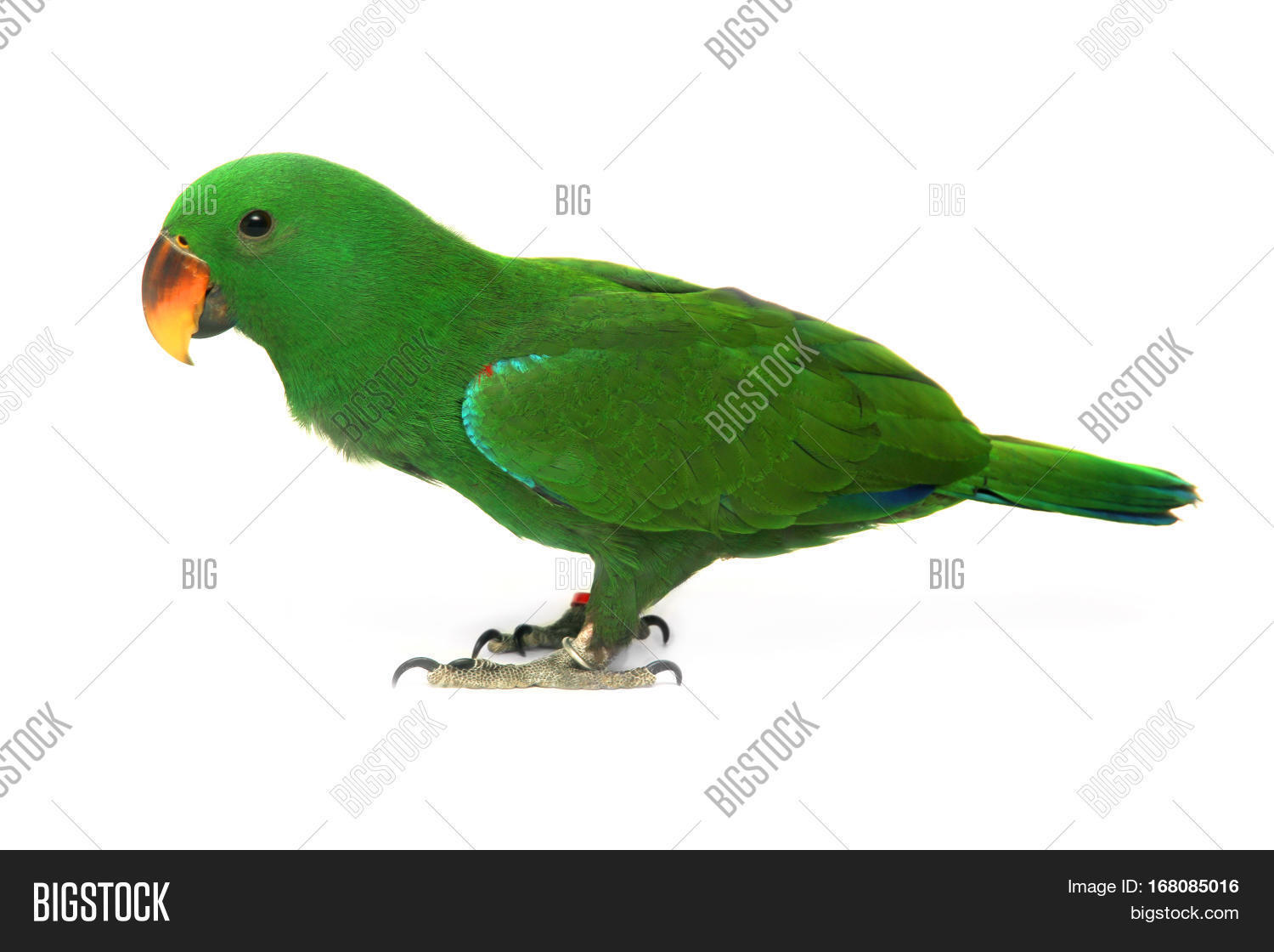 Male Eclectus Parrot, Image & Photo (Free Trial) | Bigstock