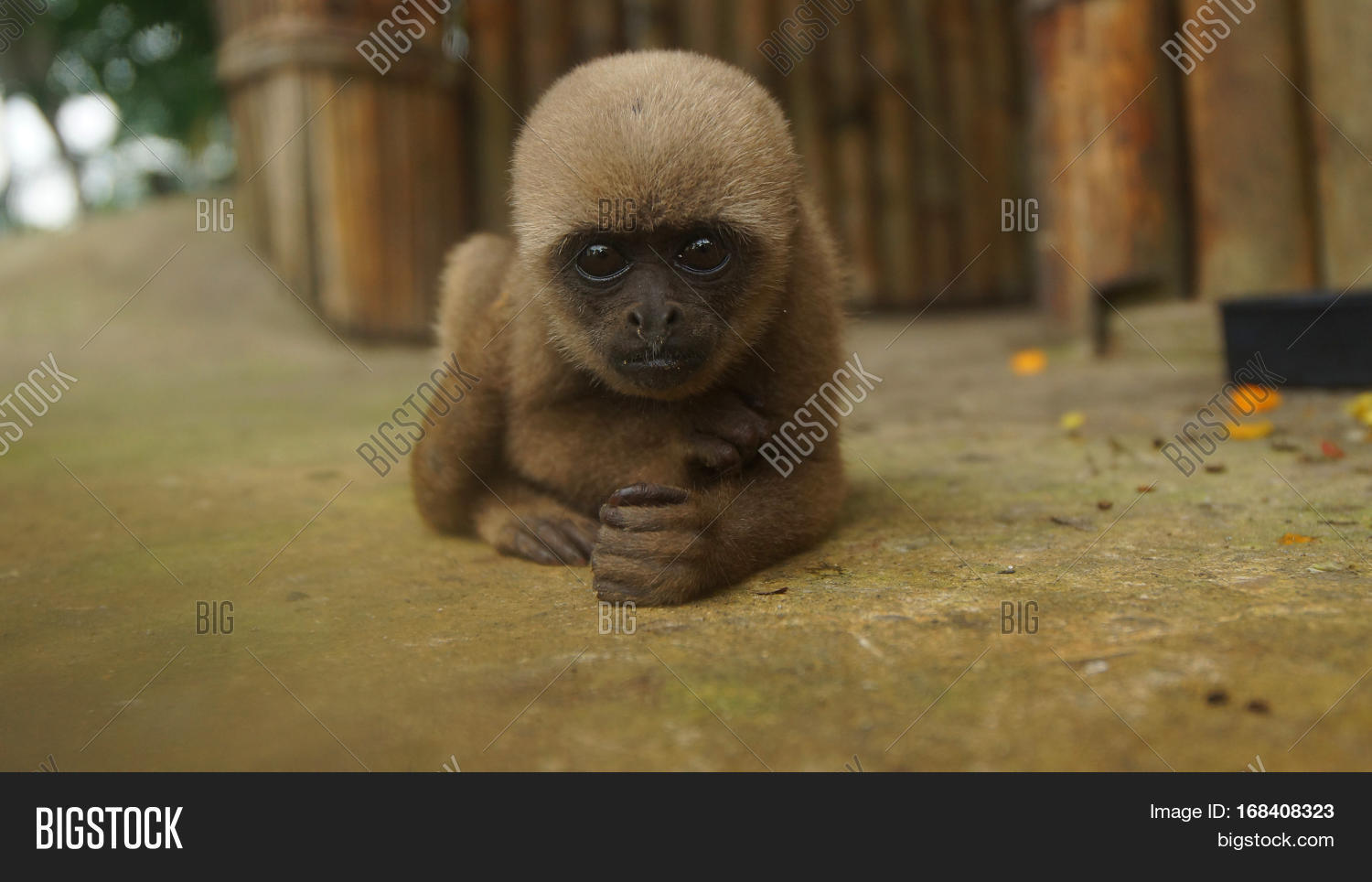 Curious Baby Chorongo Image & Photo (Free Trial) | Bigstock