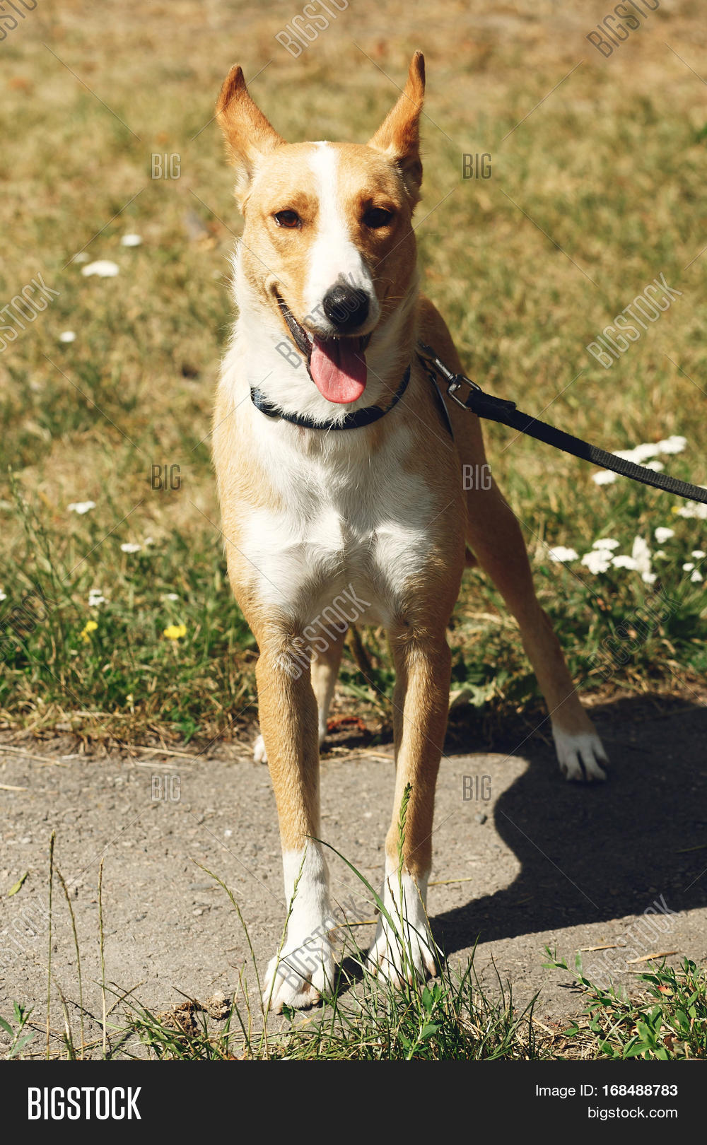 Big Yellow Dog Shelter Image & Photo (Free Trial) | Bigstock