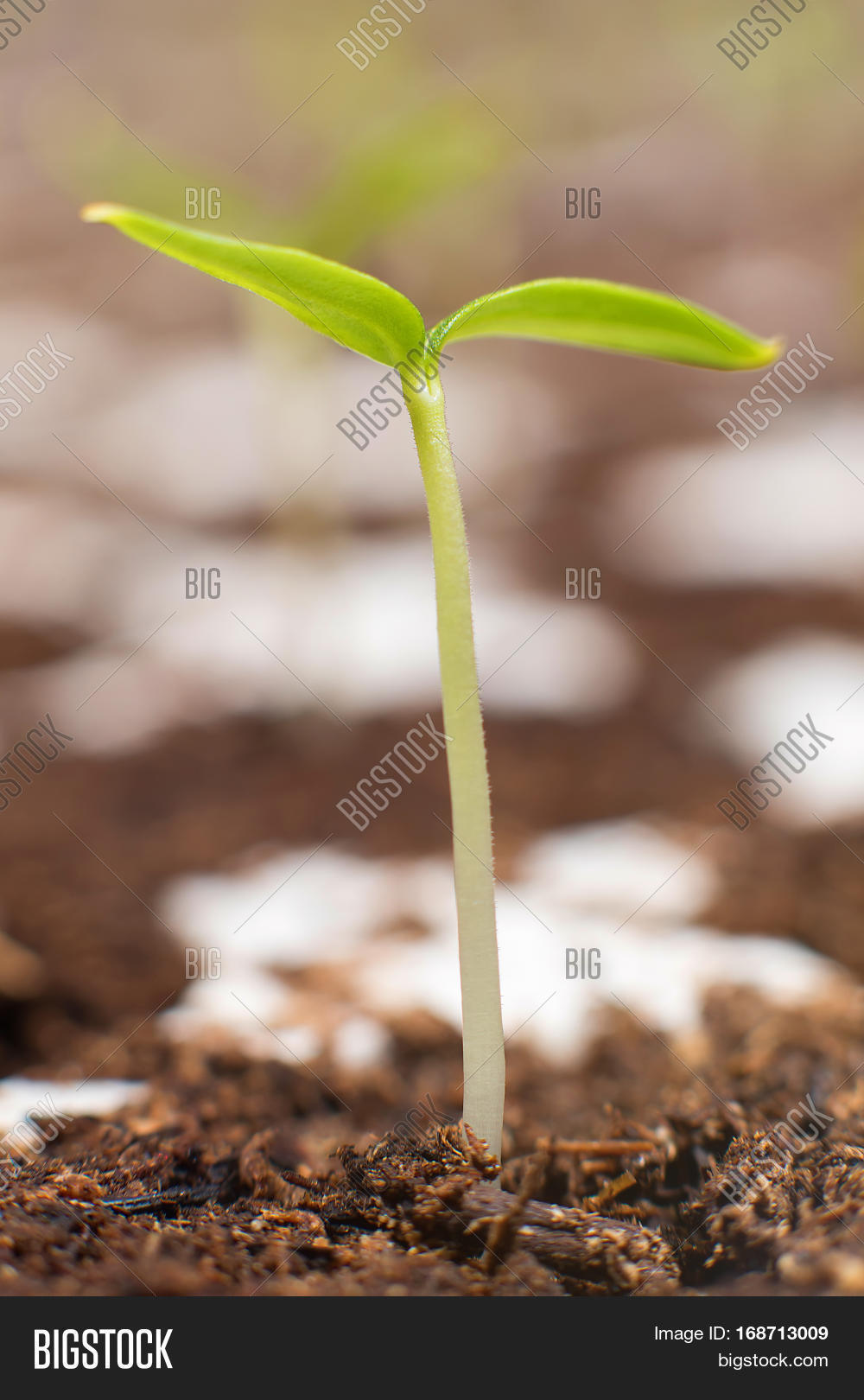 Young Sprout Image & Photo (Free Trial) | Bigstock