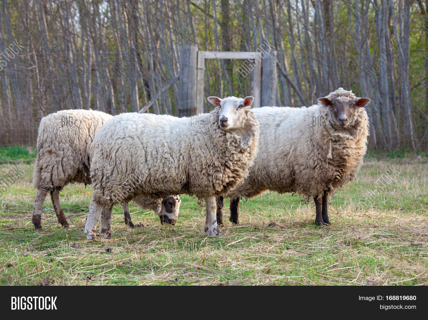Dirty Sheep Paddock Image & Photo (Free Trial) | Bigstock
