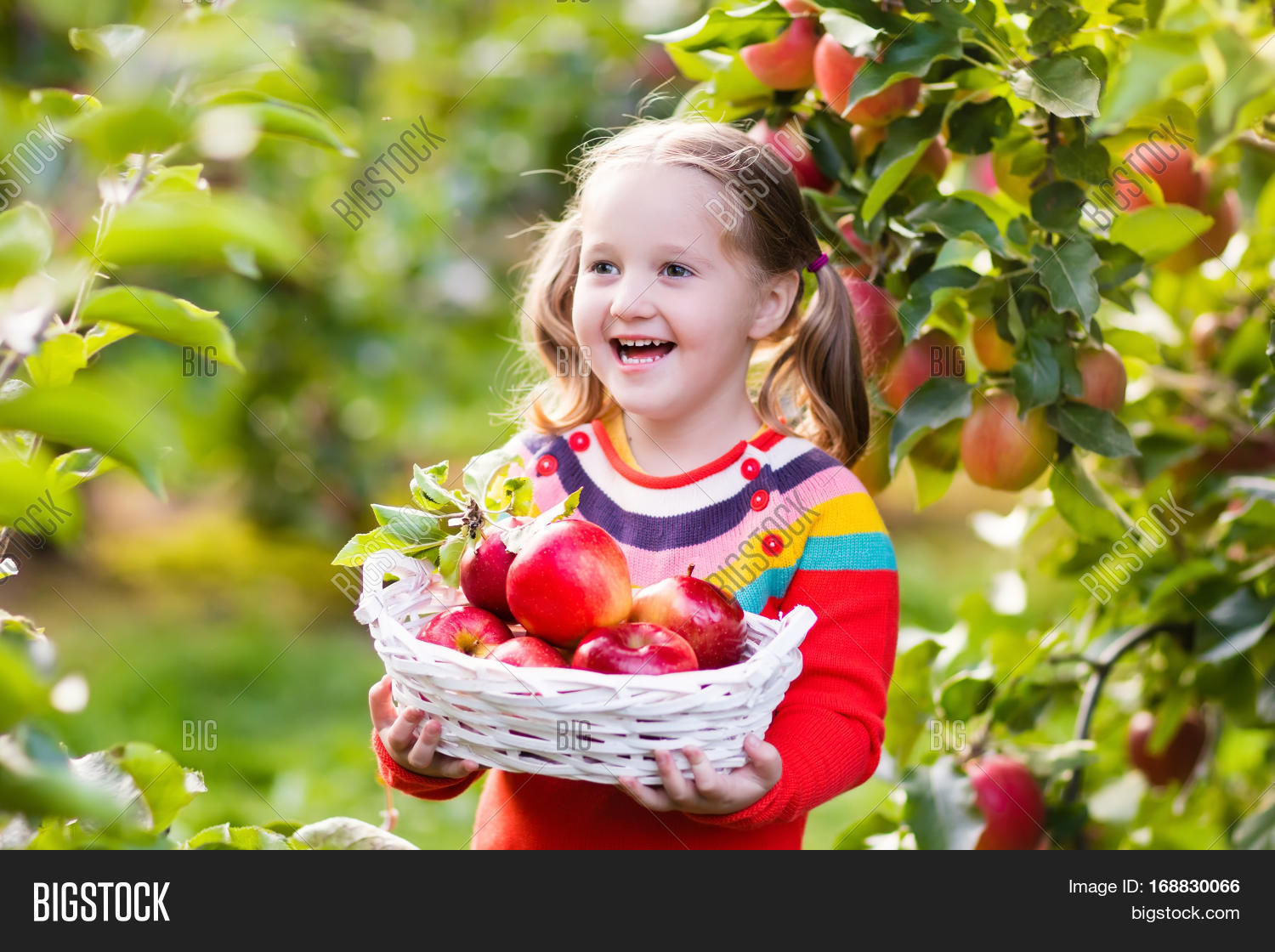 Child Picking Apples Image & Photo (Free Trial) | Bigstock