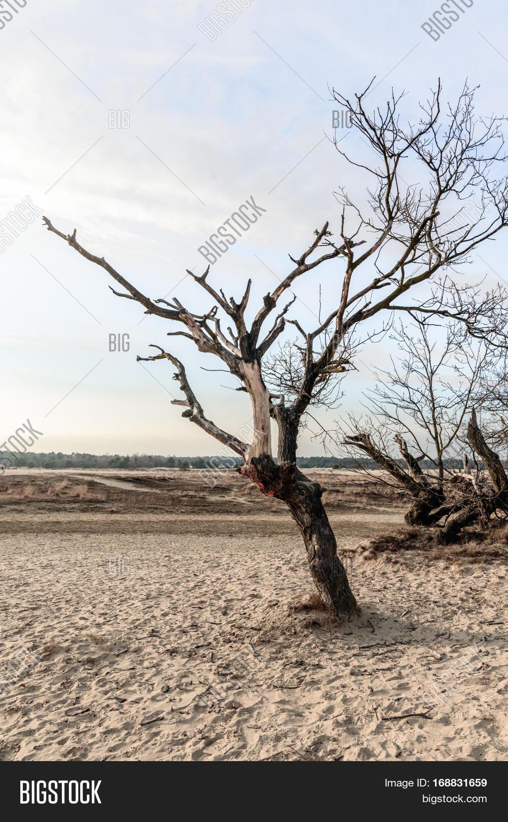 Leafless Treetops Image & Photo (Free Trial) | Bigstock