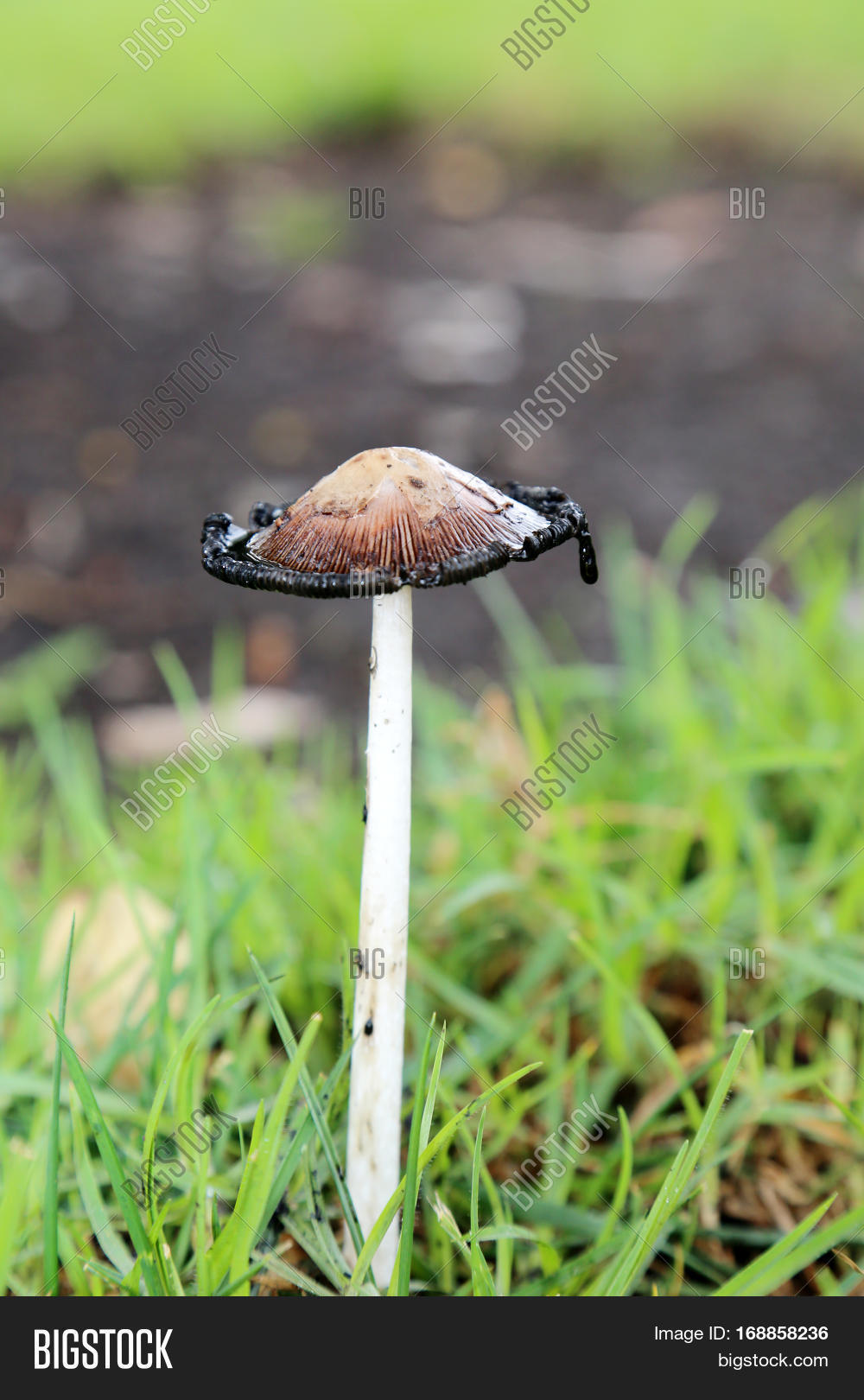 Alcohol Inky Cap Mushroom