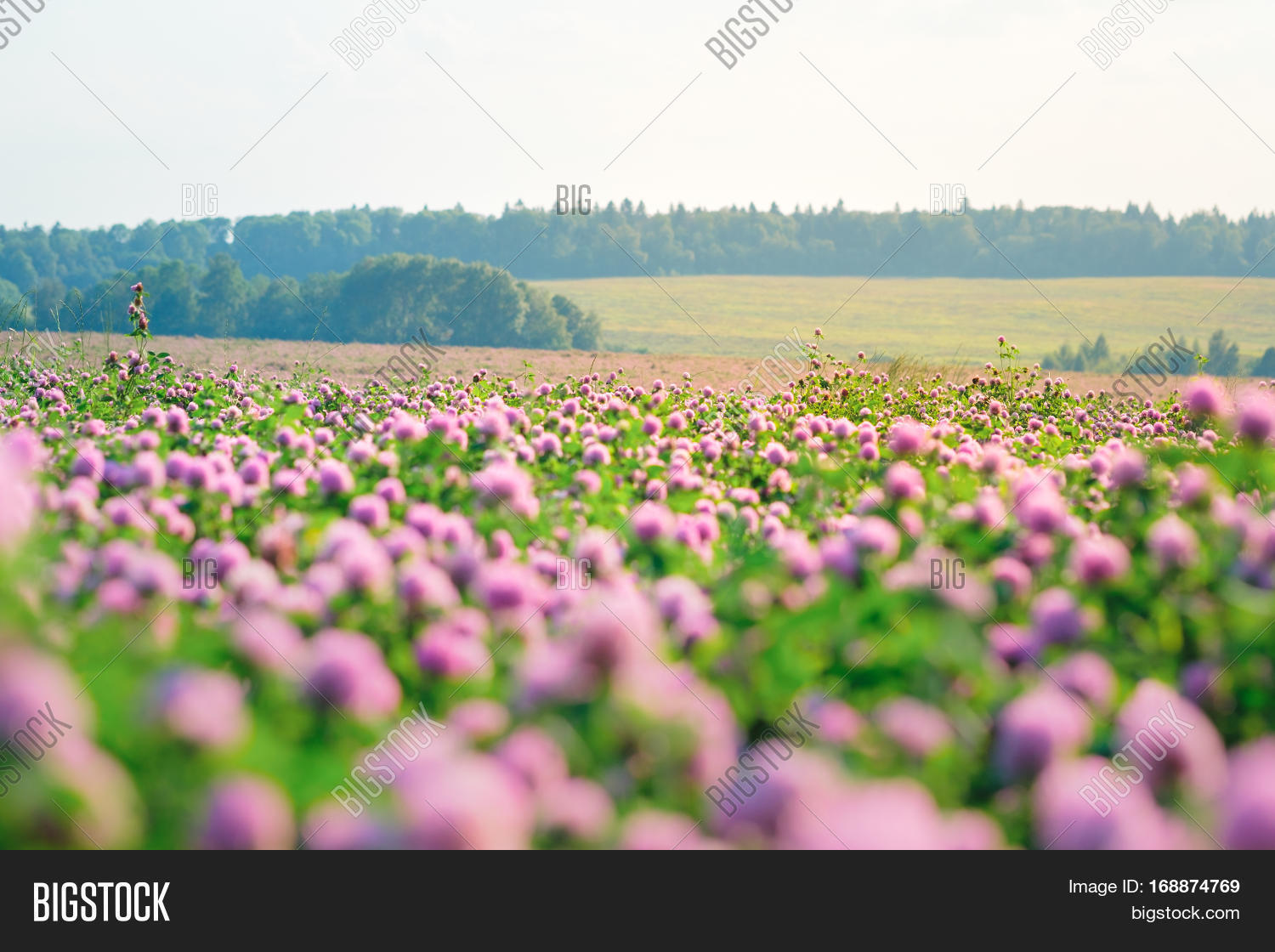 Wild Meadow Pink Image & Photo (Free Trial) | Bigstock