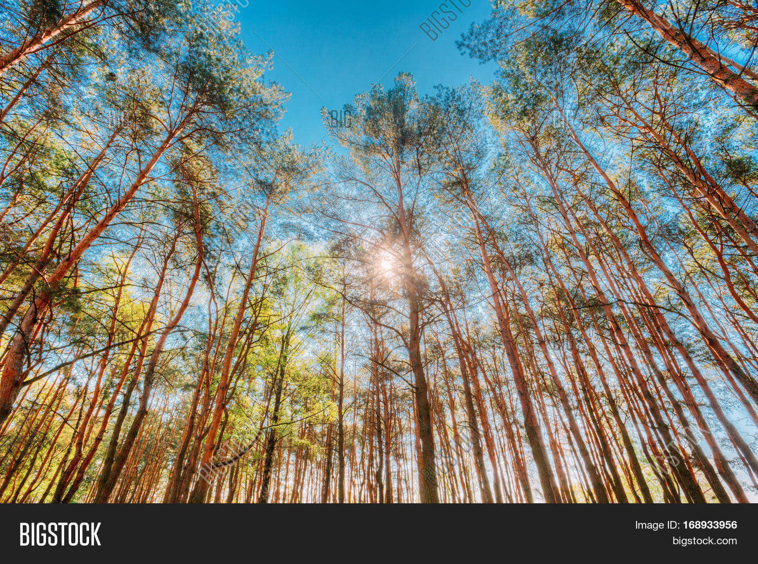 Canopy Tall Pine Trees Image & Photo (Free Trial) | Bigstock