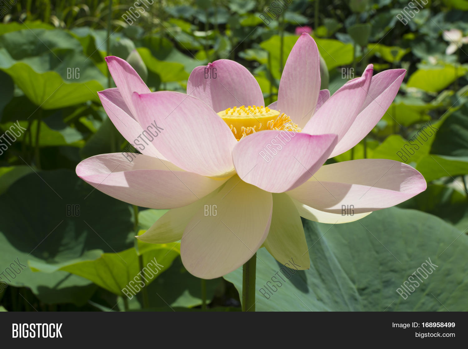 Nelumbo Nucifera, Image & Photo (Free Trial) | Bigstock
