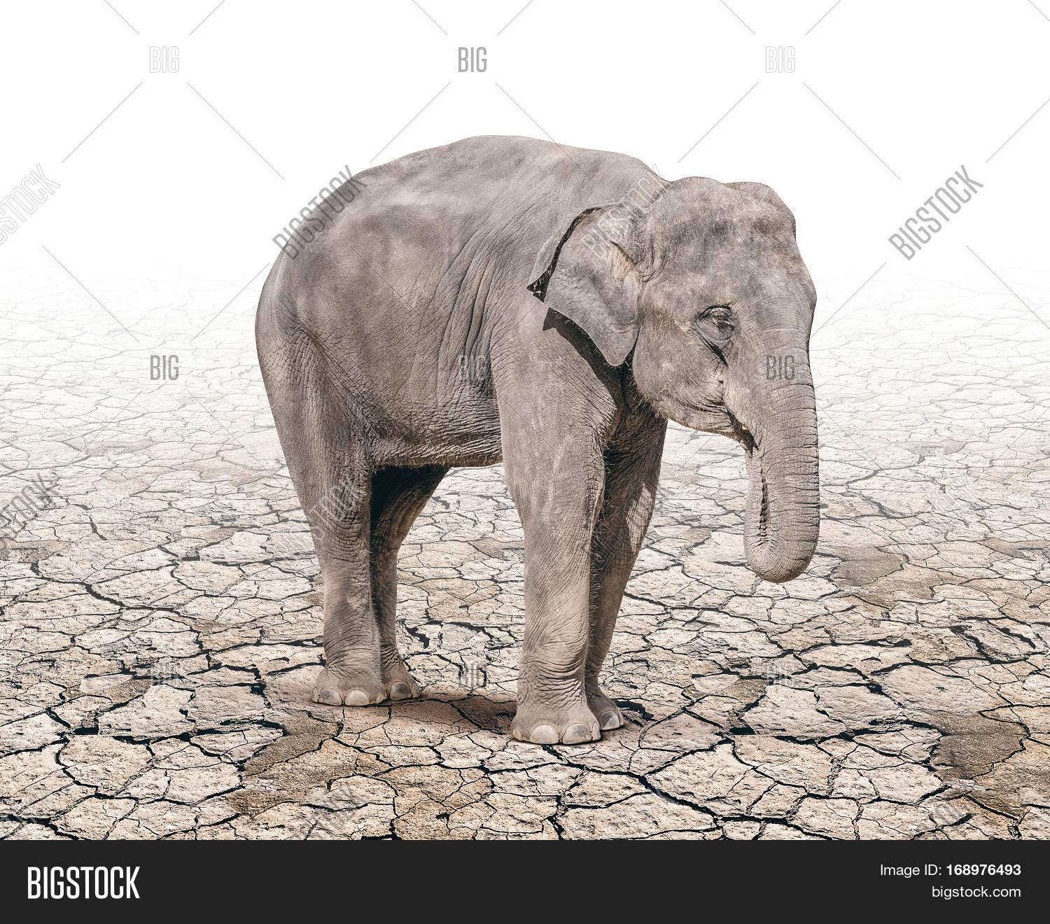 Elephant Stand Alone Image & Photo (Free Trial) | Bigstock