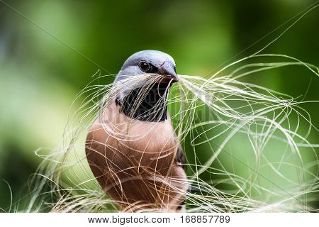 Bird Hair Make Nest Image & Photo (Free Trial) | Bigstock